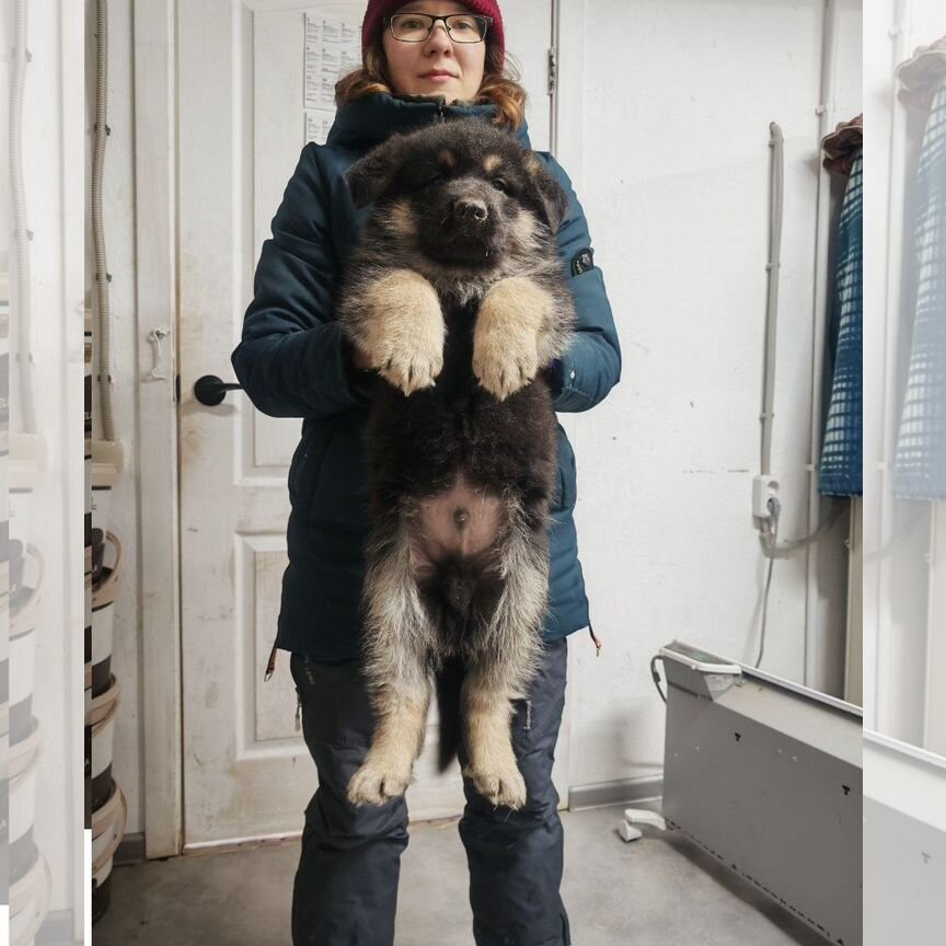 Восточноевропейская овчарка, щенок