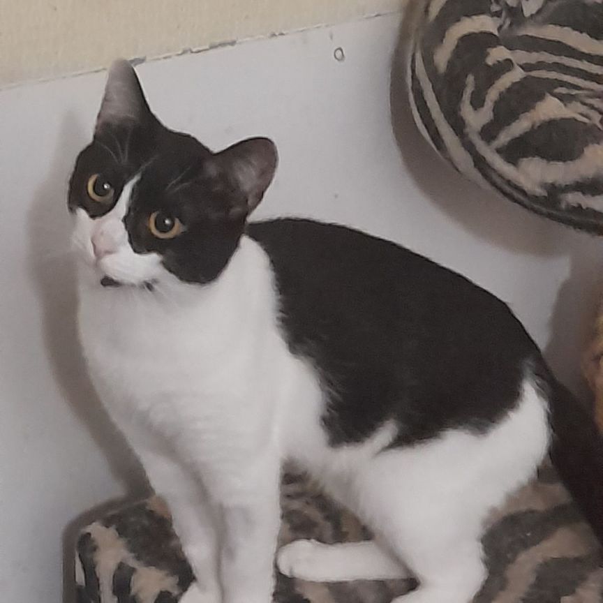 Котик в добрые руки
