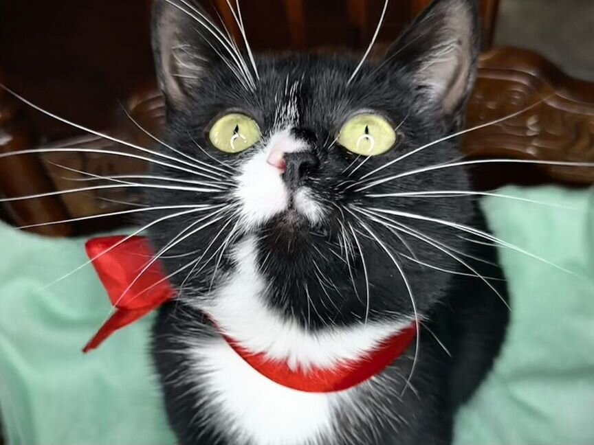 Кошки в добрые руки