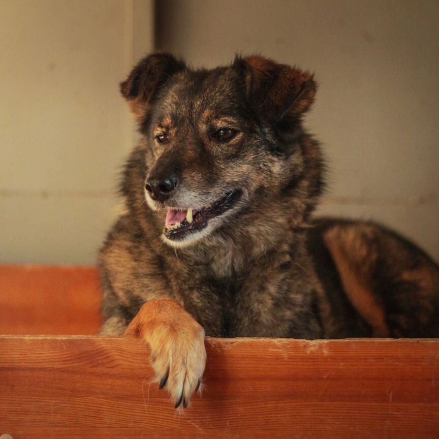 Собака молодая в добрые руки