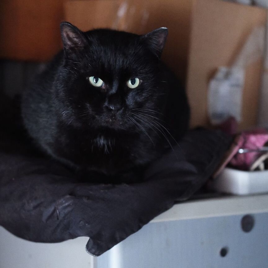 Взрослый кот в добрые руки