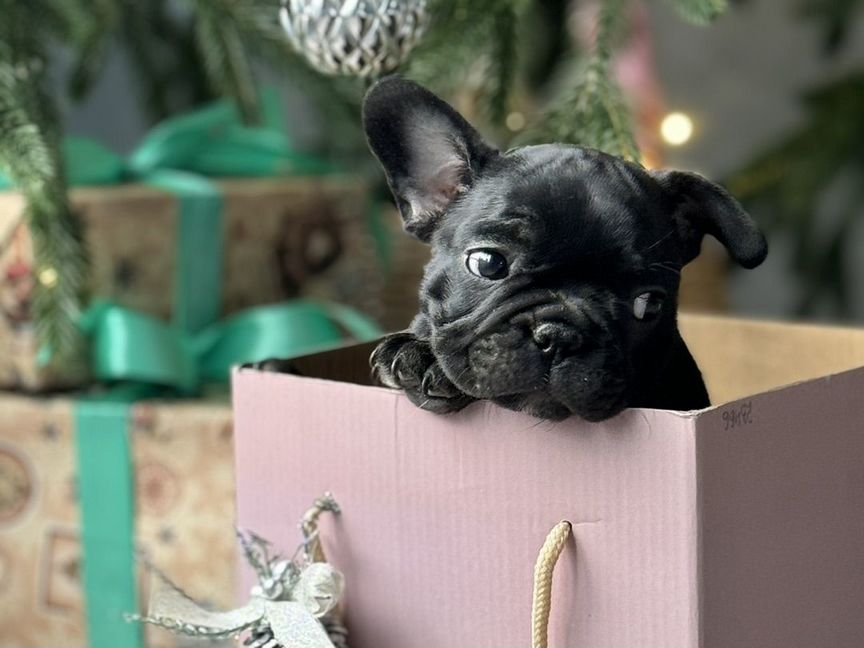 Французский бульдог