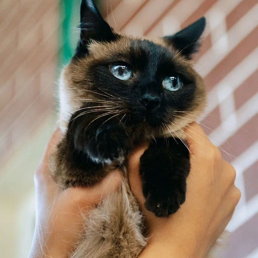 Сиамская кошечка из приюта бесплатно в добрые