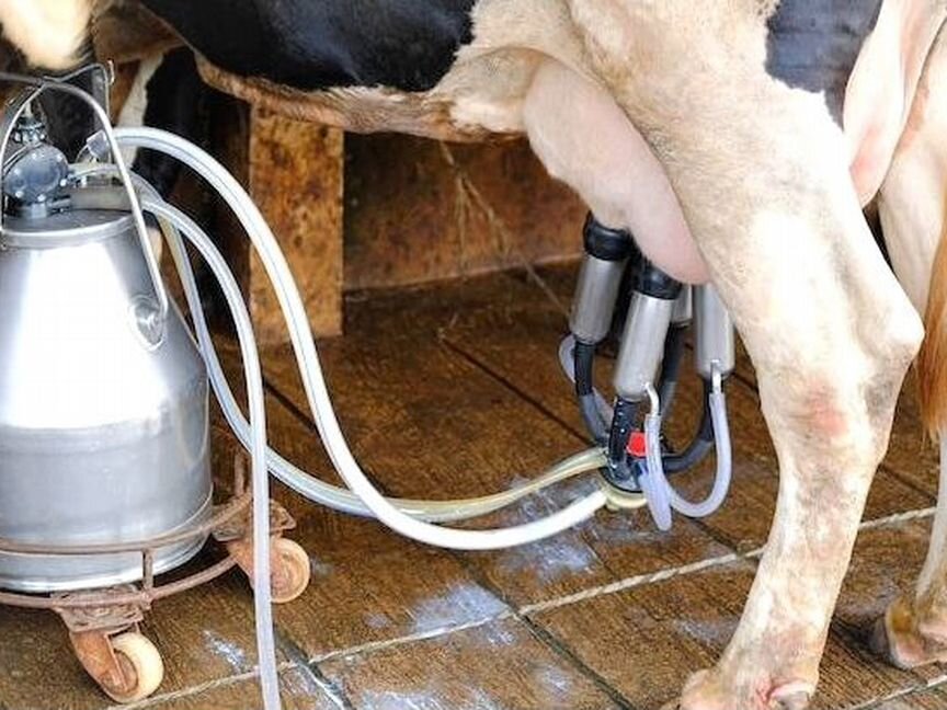 Аппарат доильный новый