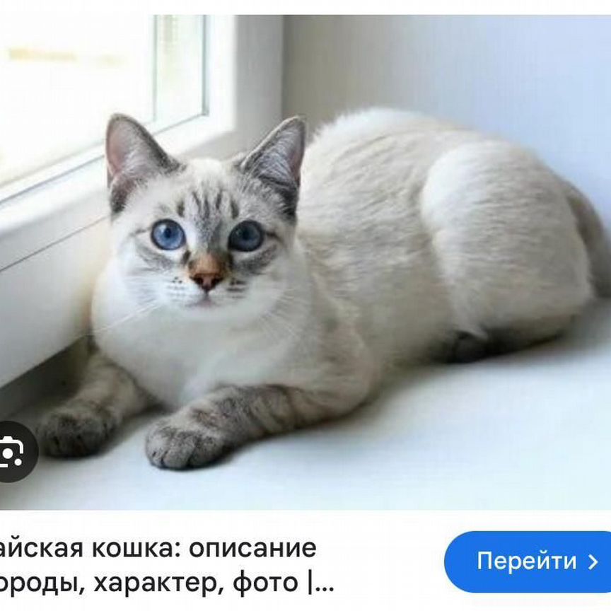 Котята в добрые руки бесплатно девочка