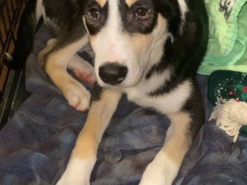 Щенок метис хаски