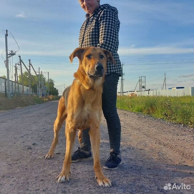 Собака Гриша в хорошую семью бесплатно