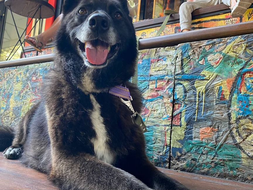 Ласковая собака в добрые руки