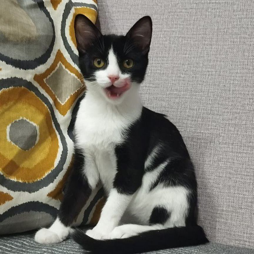 Котеночек Пеппи ищет мам и пап