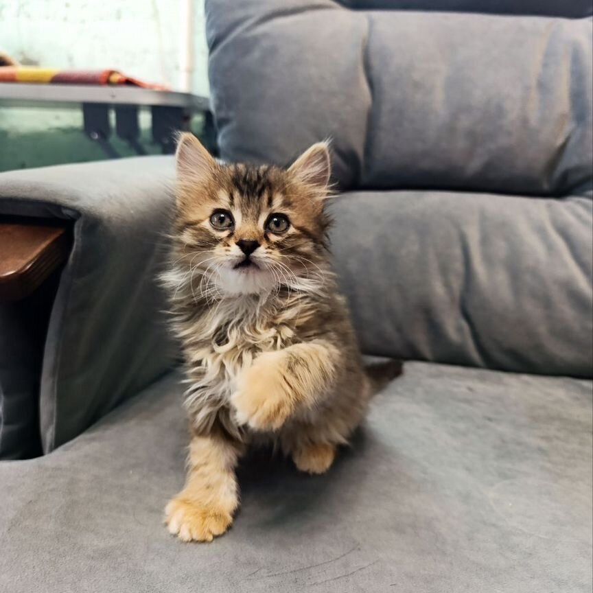 Отдам котят от кошки мышеловки