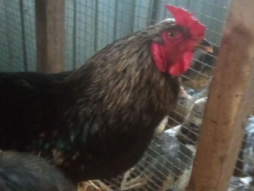 Семья уток3+1 петухи 2