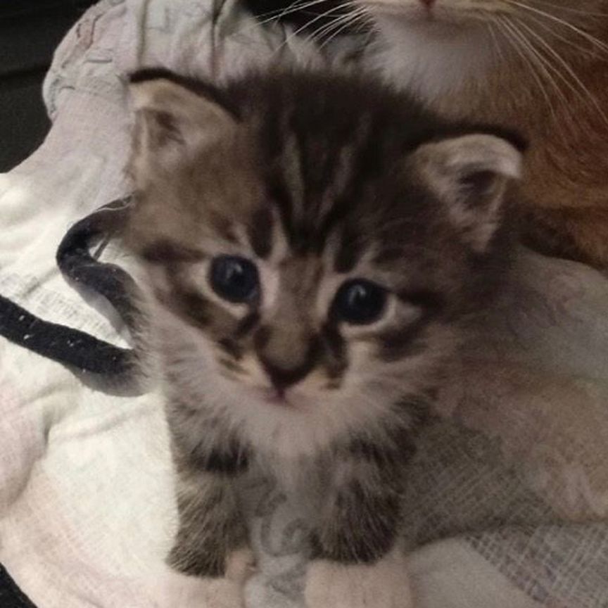 Котёнок в добрые руки