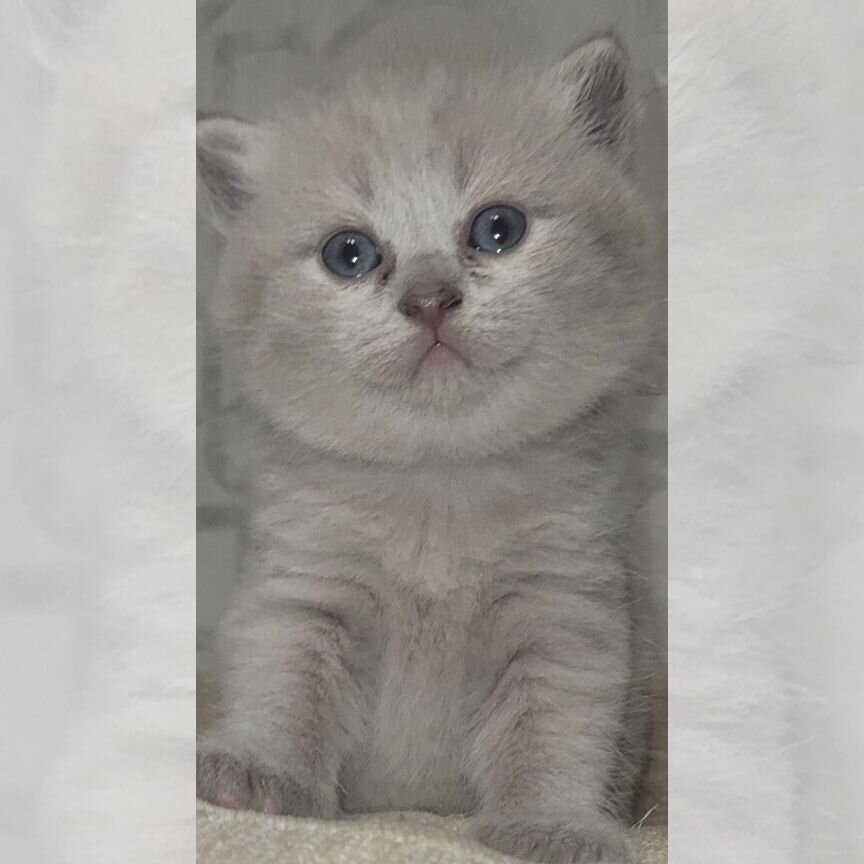 Шотландский прямоухий короткошёрстный котёнок