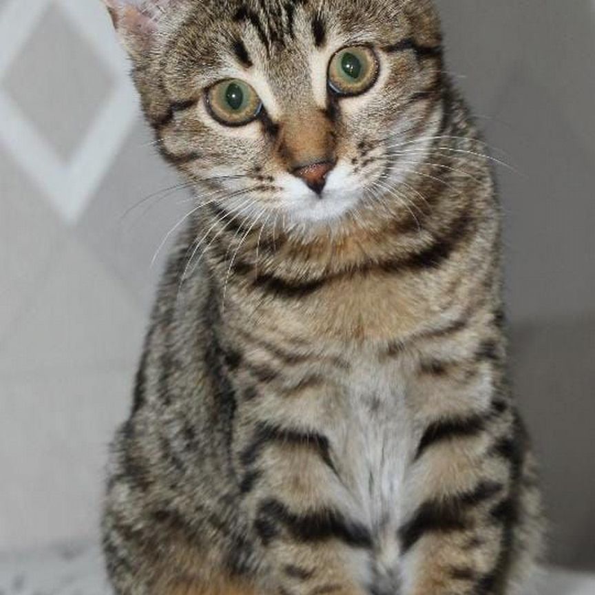 Отдаётся котенок