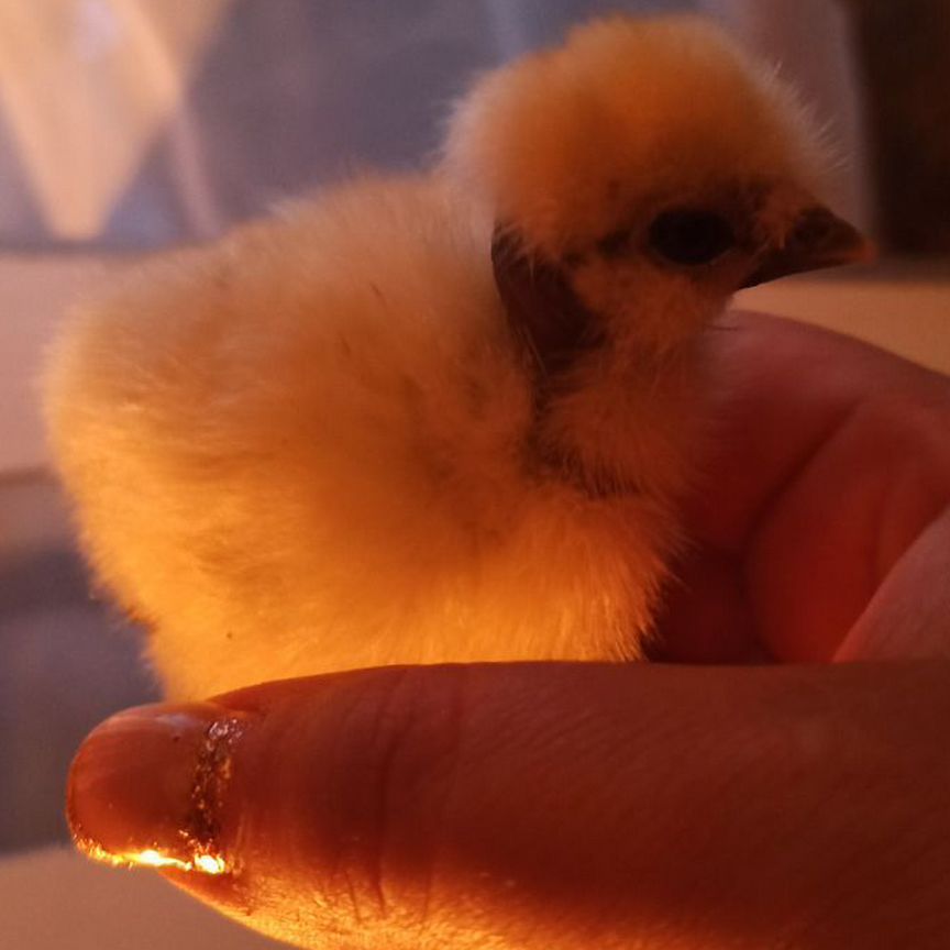 Цыплята Шелки