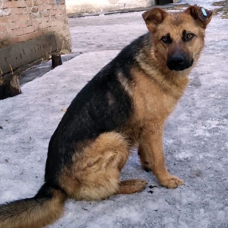 Отдам молодого овчаристого кобеля. Кастрат