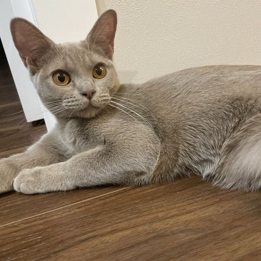 Европейский бурманский котёнок