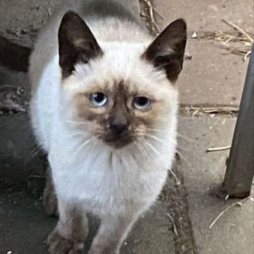 Тайские котята бесплатно