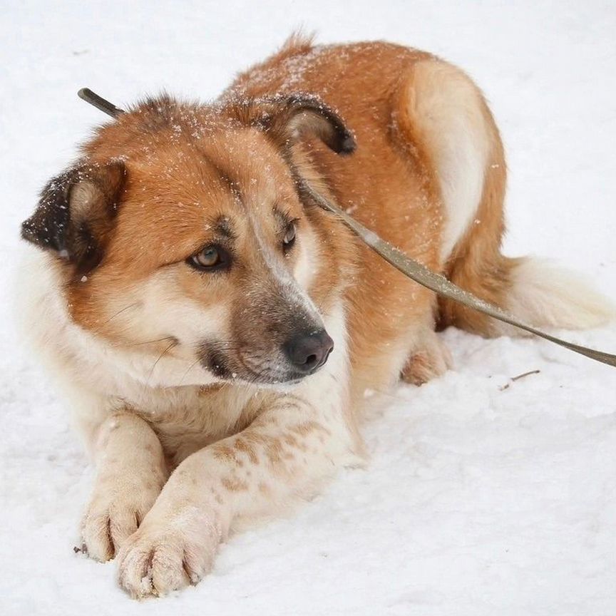 Взрослая собака в добрые руки
