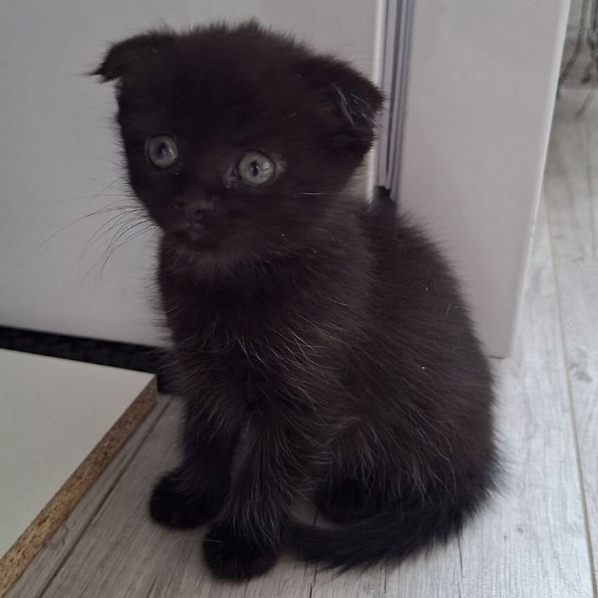 Британский короткошёрстный котёнок