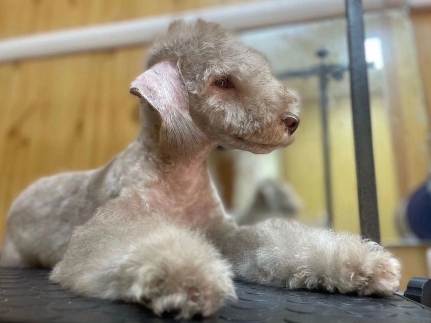 Бедлингтон терьер