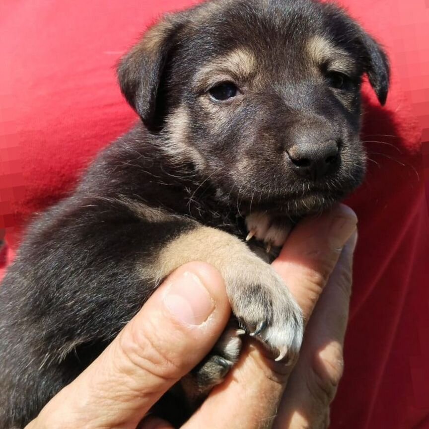 Щеночек в добрые руки