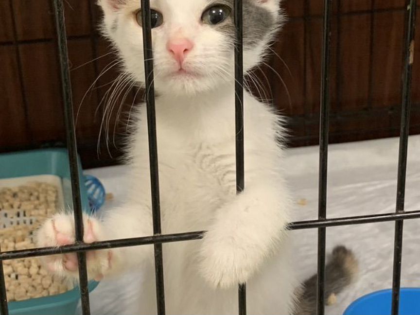 Котенок в клетке