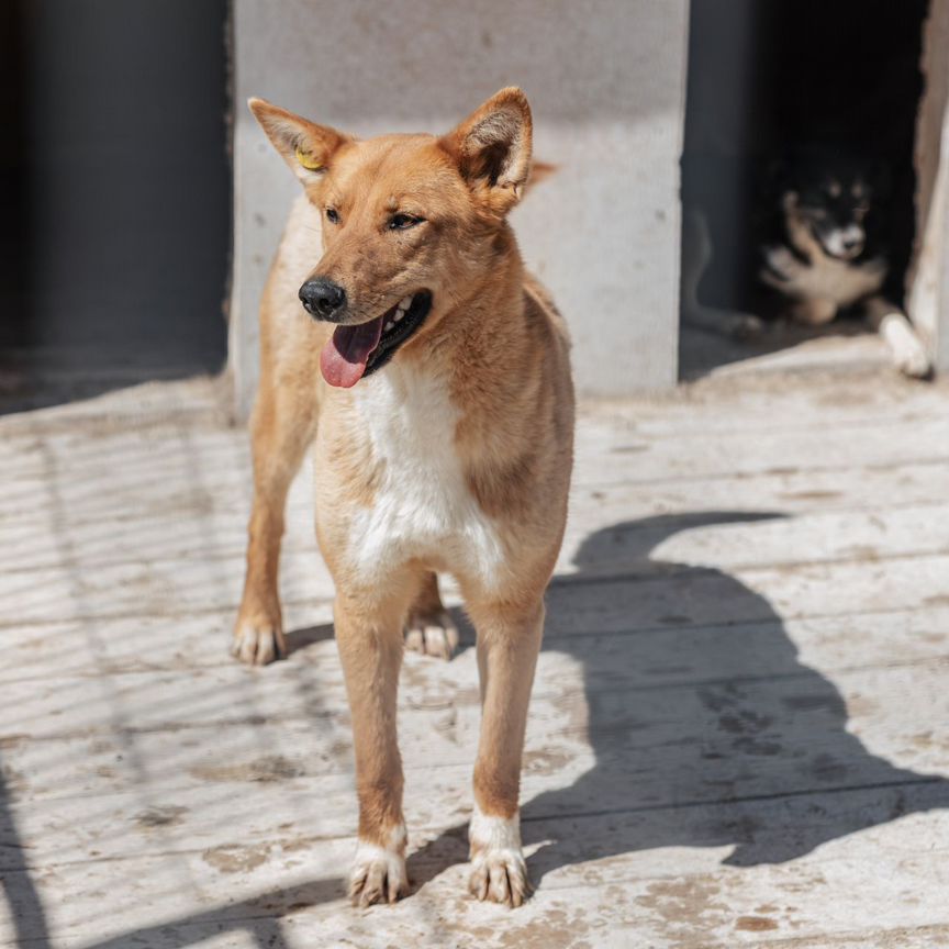 Не покупай. Возьми из приюта