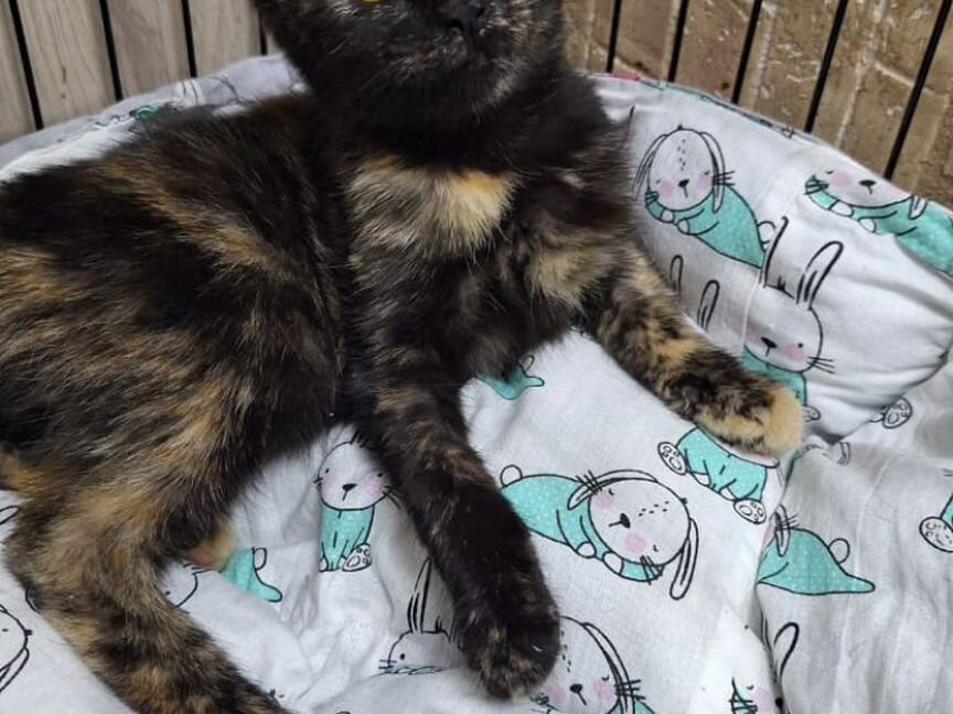 Котёнок Вишенка