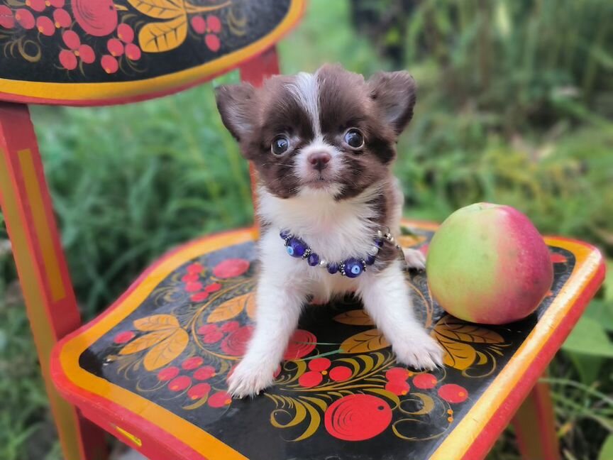 Чихуахуа девочка мышонок Тася