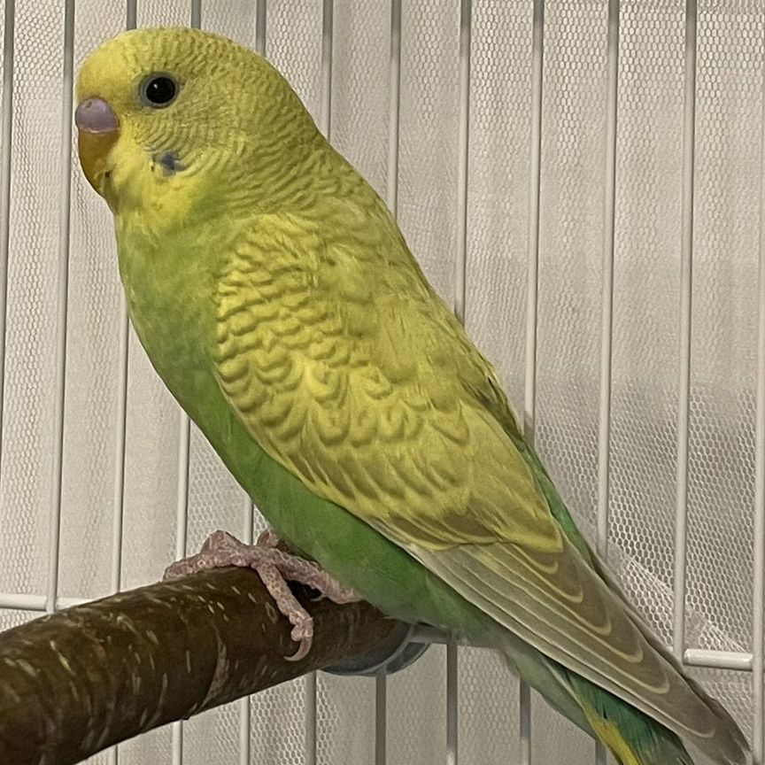 Волнистый попугай