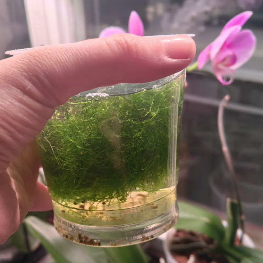 Мох для аквариума