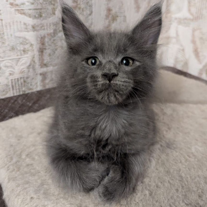 Котята мейн-кун