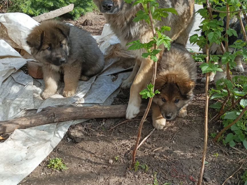 Милые щенки