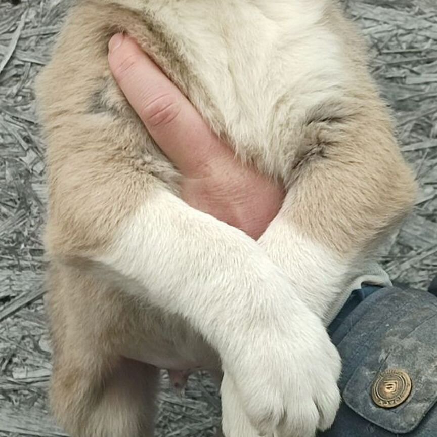 Продам щенка Алабай