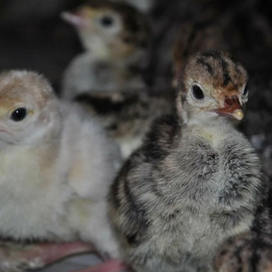 Индюшата бронза 708