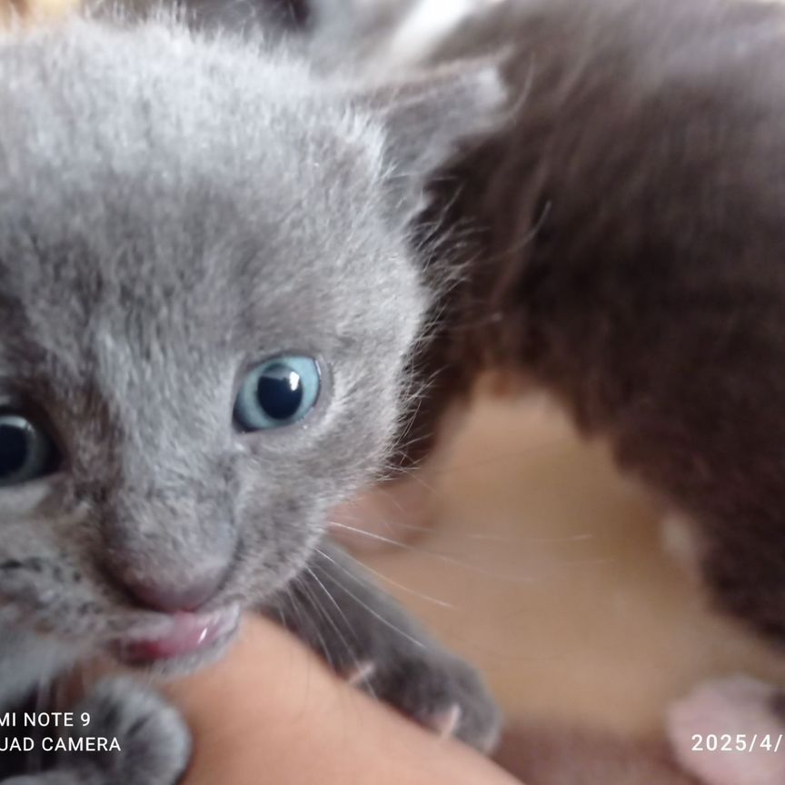Котята в добрые руки 1 месяц