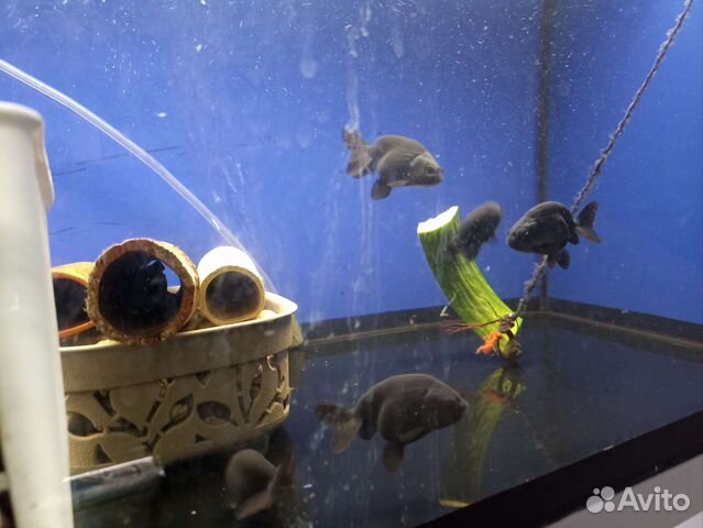 Золотая рыбка