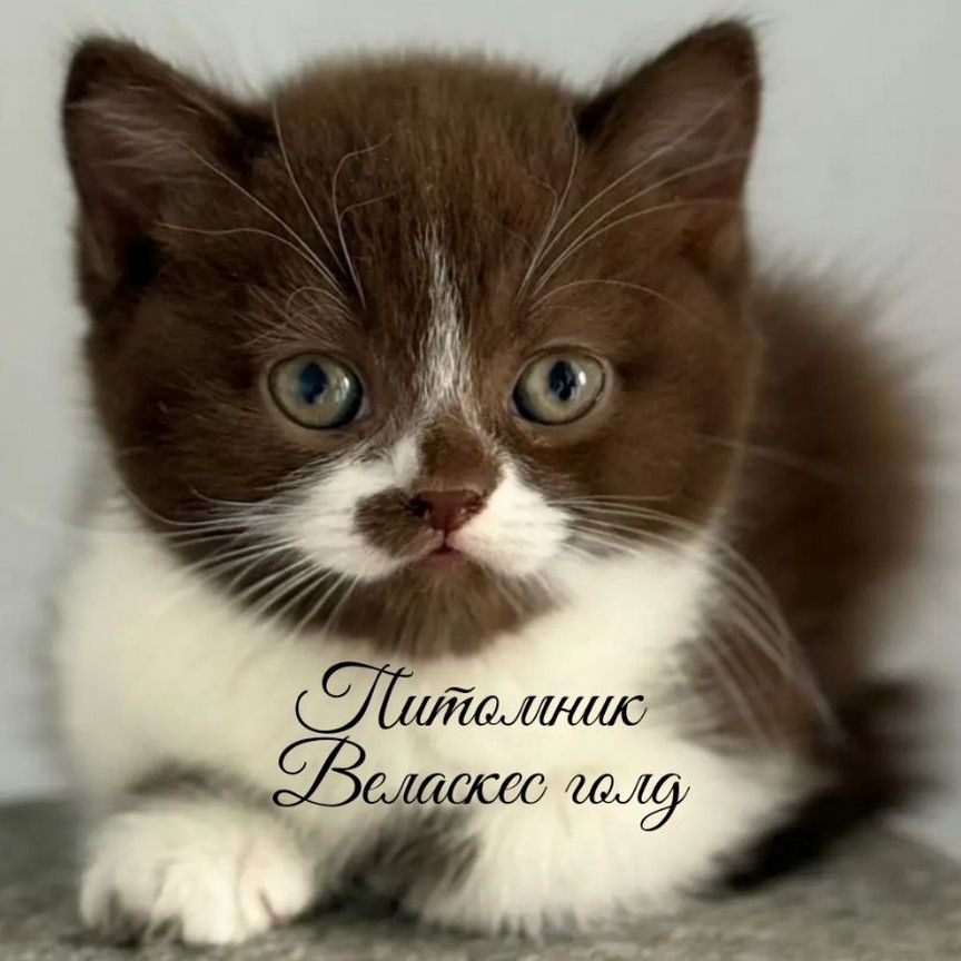 Британский короткошёрстный котёнок