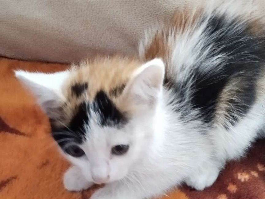 Кошки в добрые руки бесплатно