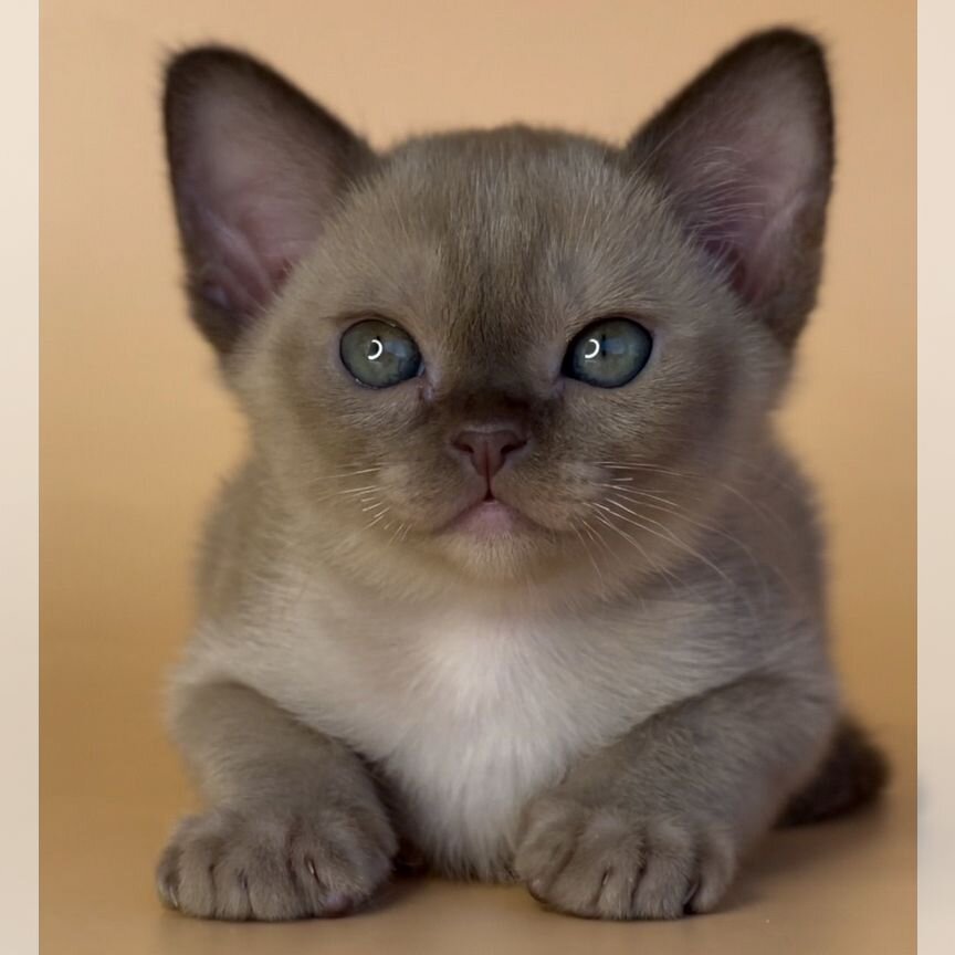 Бурманский очаровательный котенок