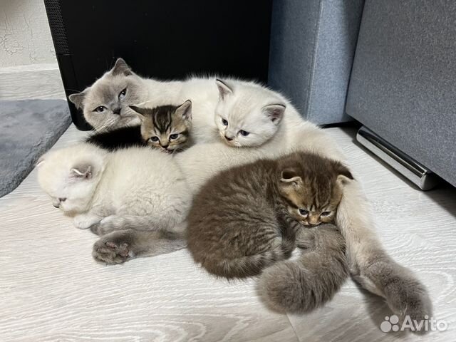 Шотландские котята золото и блю поинт