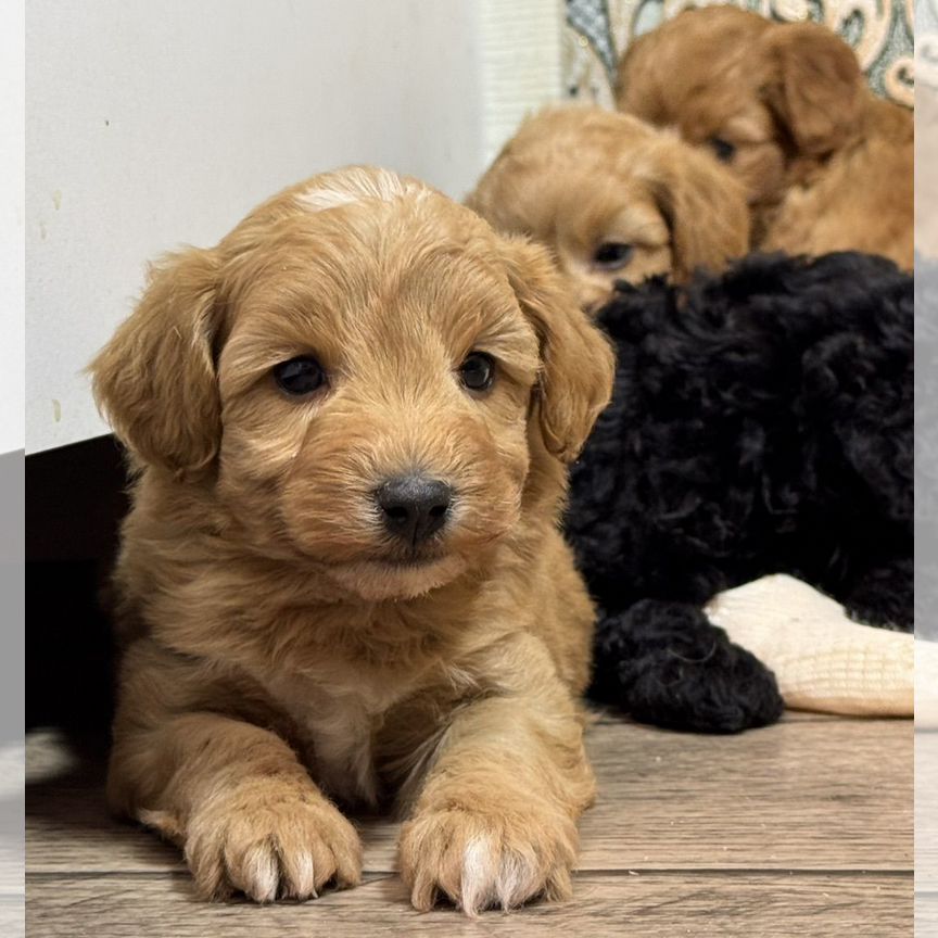 Мальтипу, щенок