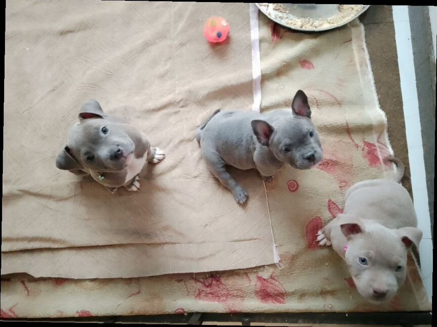 Bully American children