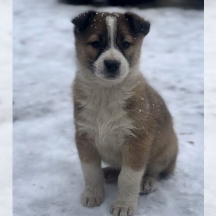 Щенок в добрые руки