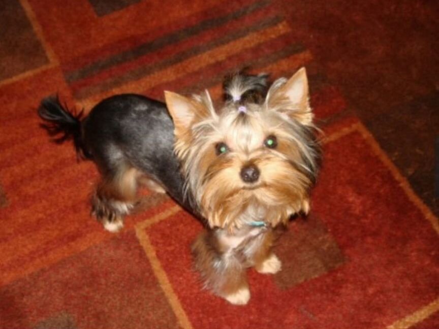 Мини мальчик