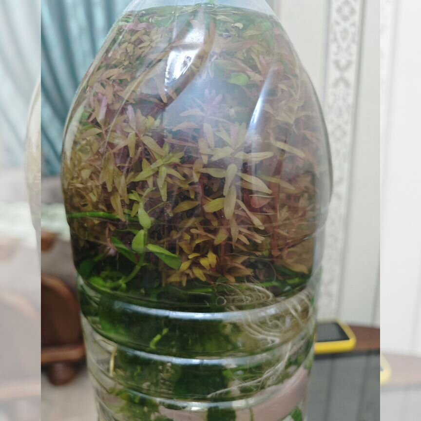 Растения для аквариума прополка