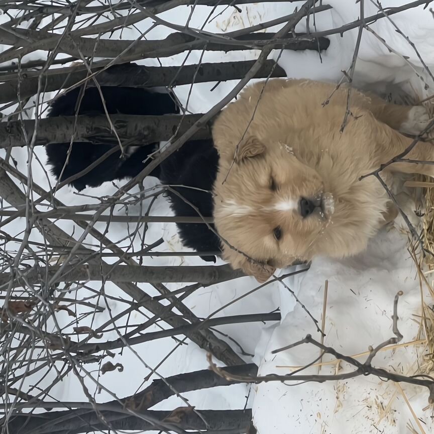 Щенок в добрые руки