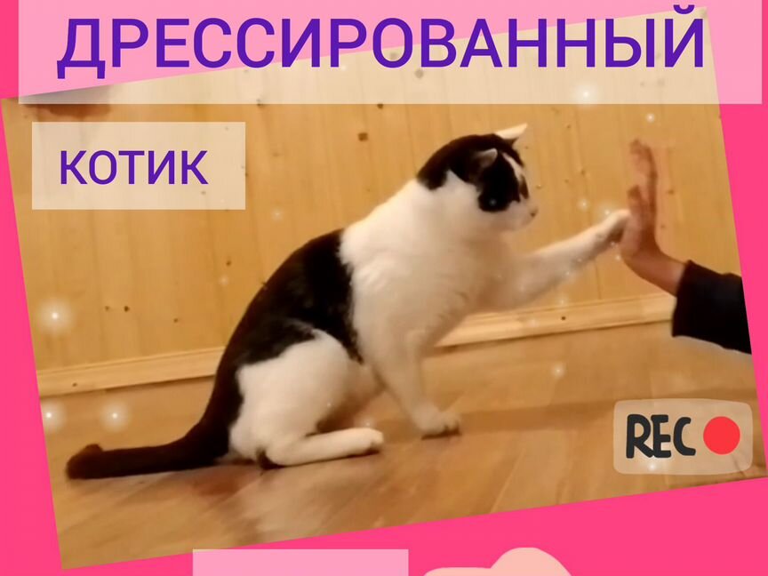 Дрессированный котик