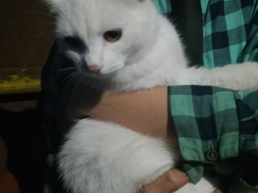 Котёнок подрощенный